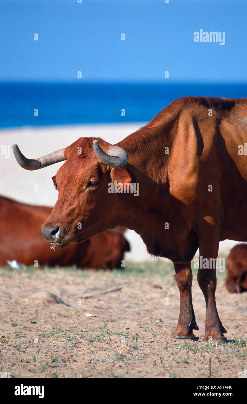 Bolonia beaches hi-res stock photography and images - Alamy