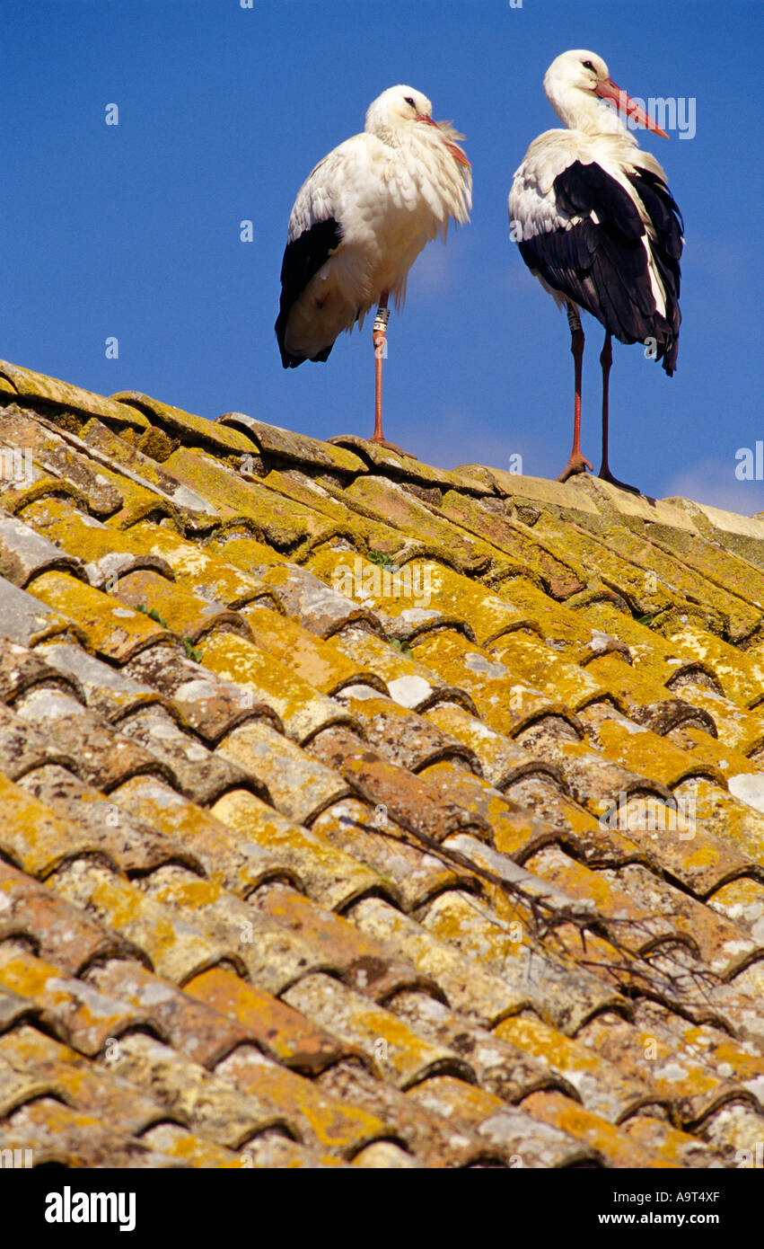 White storks europe rooftop hi-res stock photography and images - Alamy