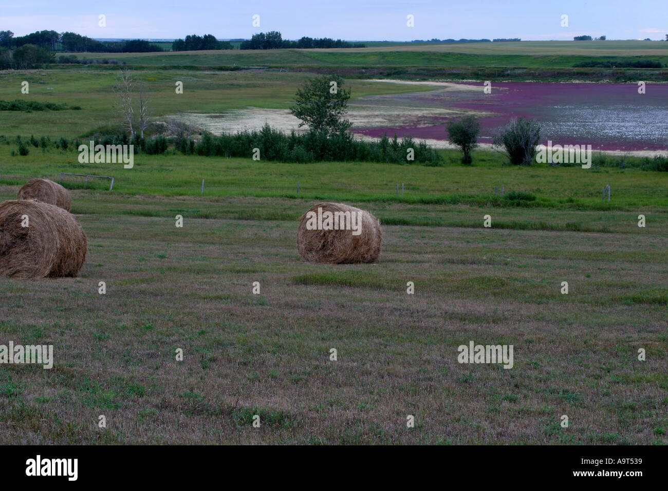 Hay southern alberta hi-res stock photography and images - Alamy