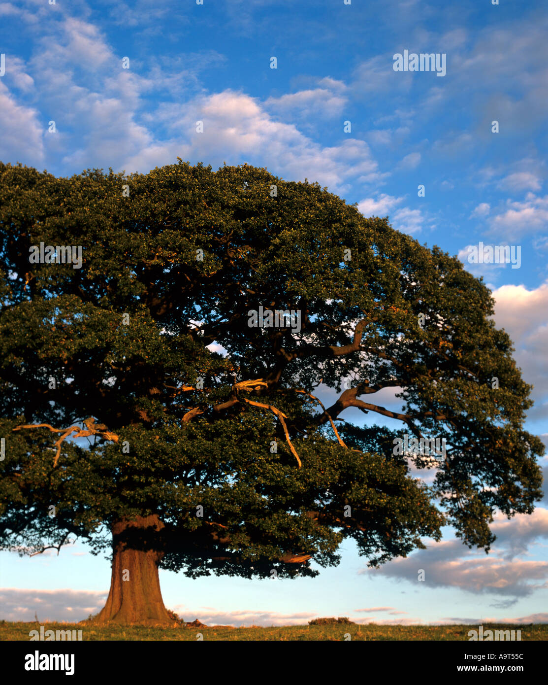 Oak Tree in Derbyshire Stock Photo - Alamy