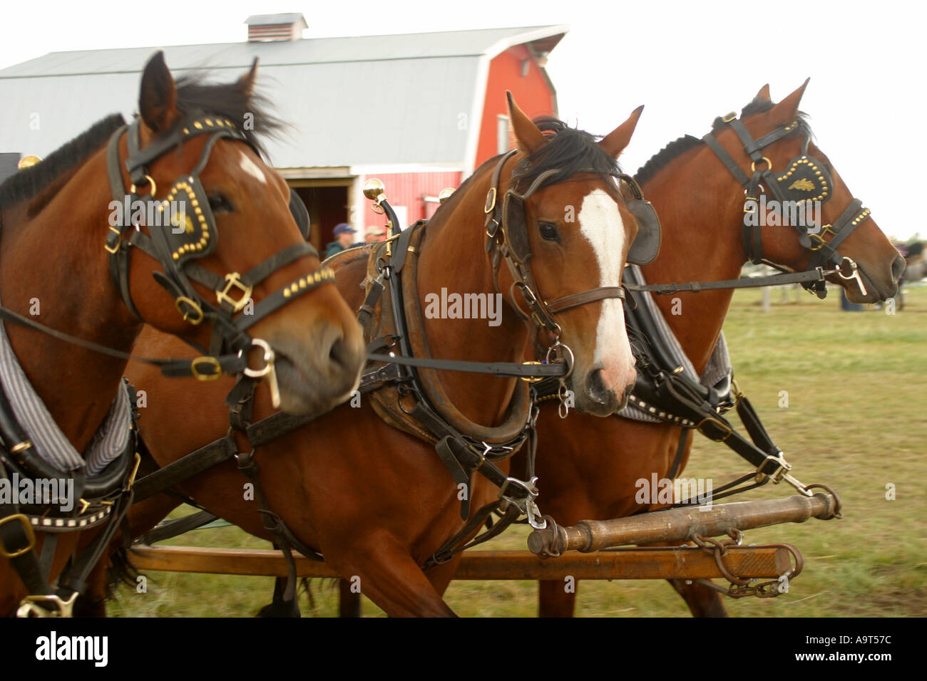 Horizontal Draft horses at work; Gentle giant heavy draft horses three ...