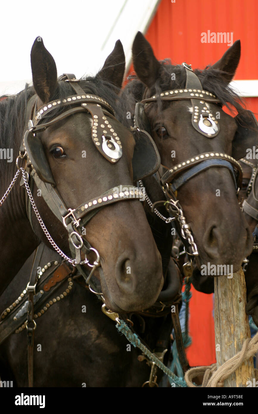 Vertical Draft horses at work; Gentle giant heavy draft horses Stock ...