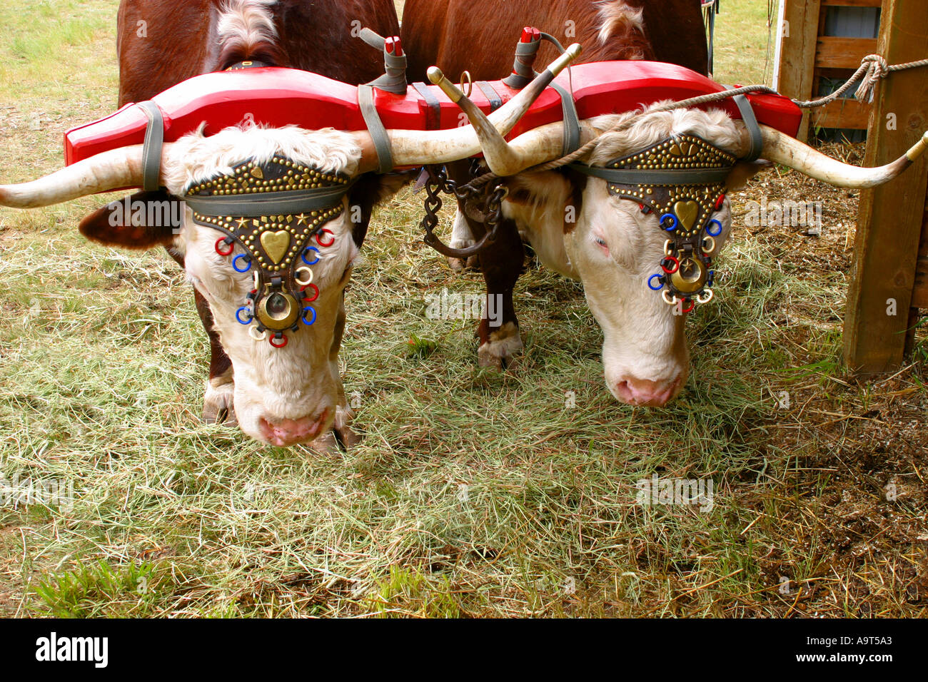Horizontal Team of oxen eating hay Stock Photo - Alamy