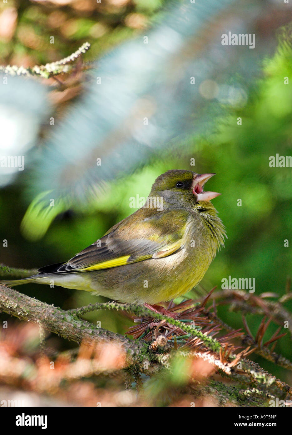 Greenfinch. Carduelis chloris SINGING FROM INSIDE A FIR TREE Stock ...