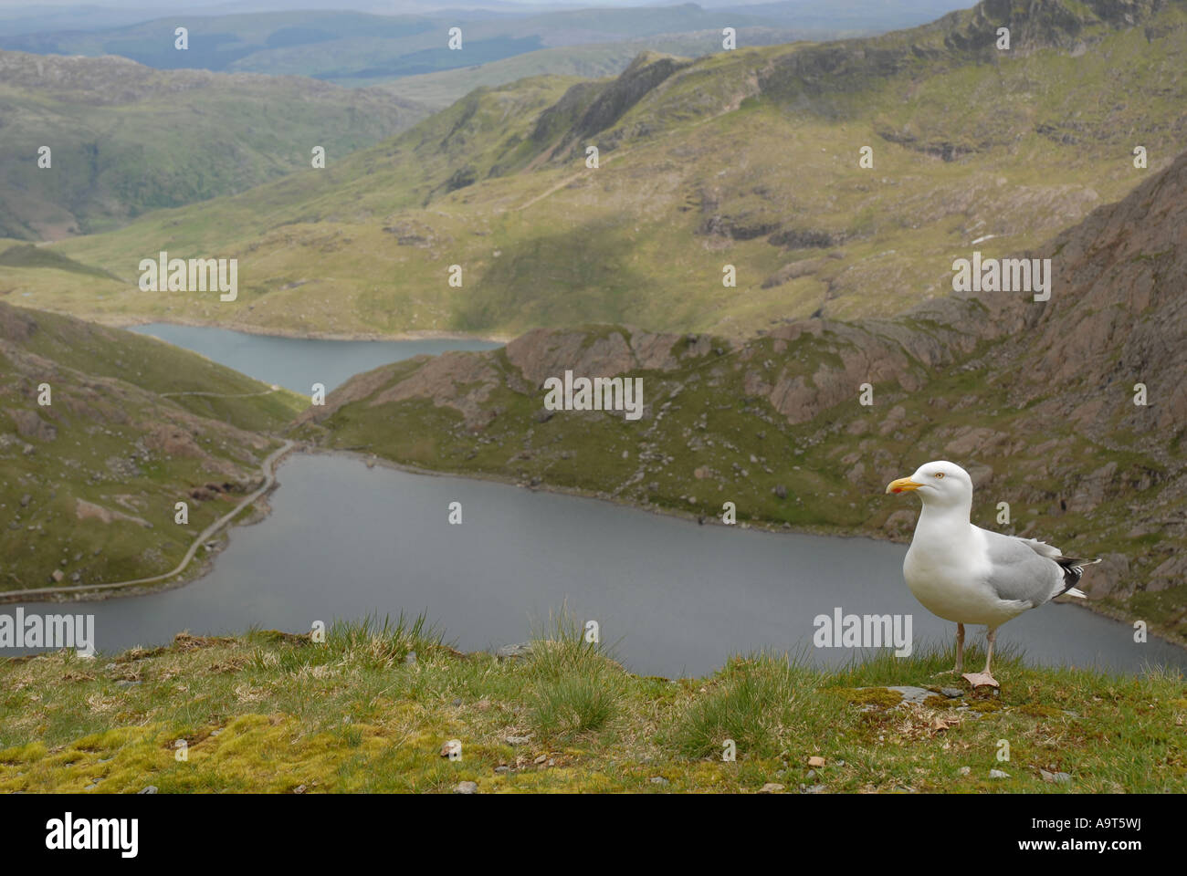 Flying birds snowdonia hi-res stock photography and images - Alamy