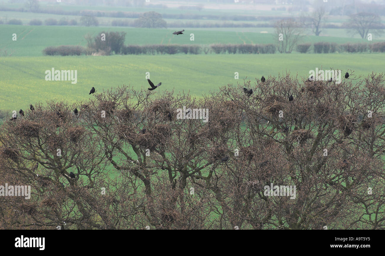 Rooks in rookery (Corvus frugilegus) taken from above them from a ...