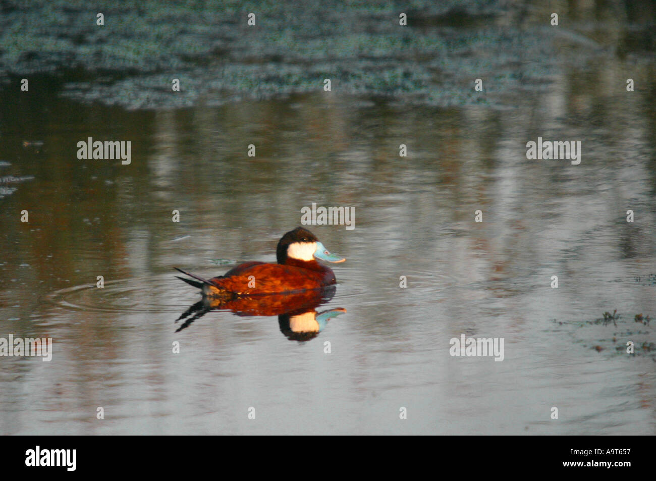 Horizontal Birds of North America ruddy duck oxyura jamaicensis Stock ...