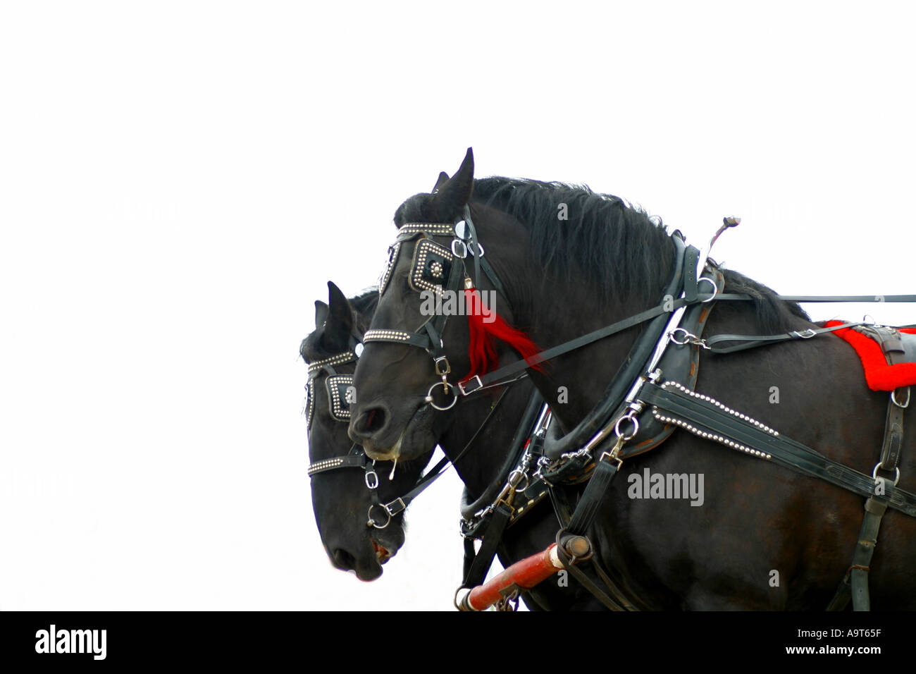Horizontal Draft horses at work Stock Photo - Alamy