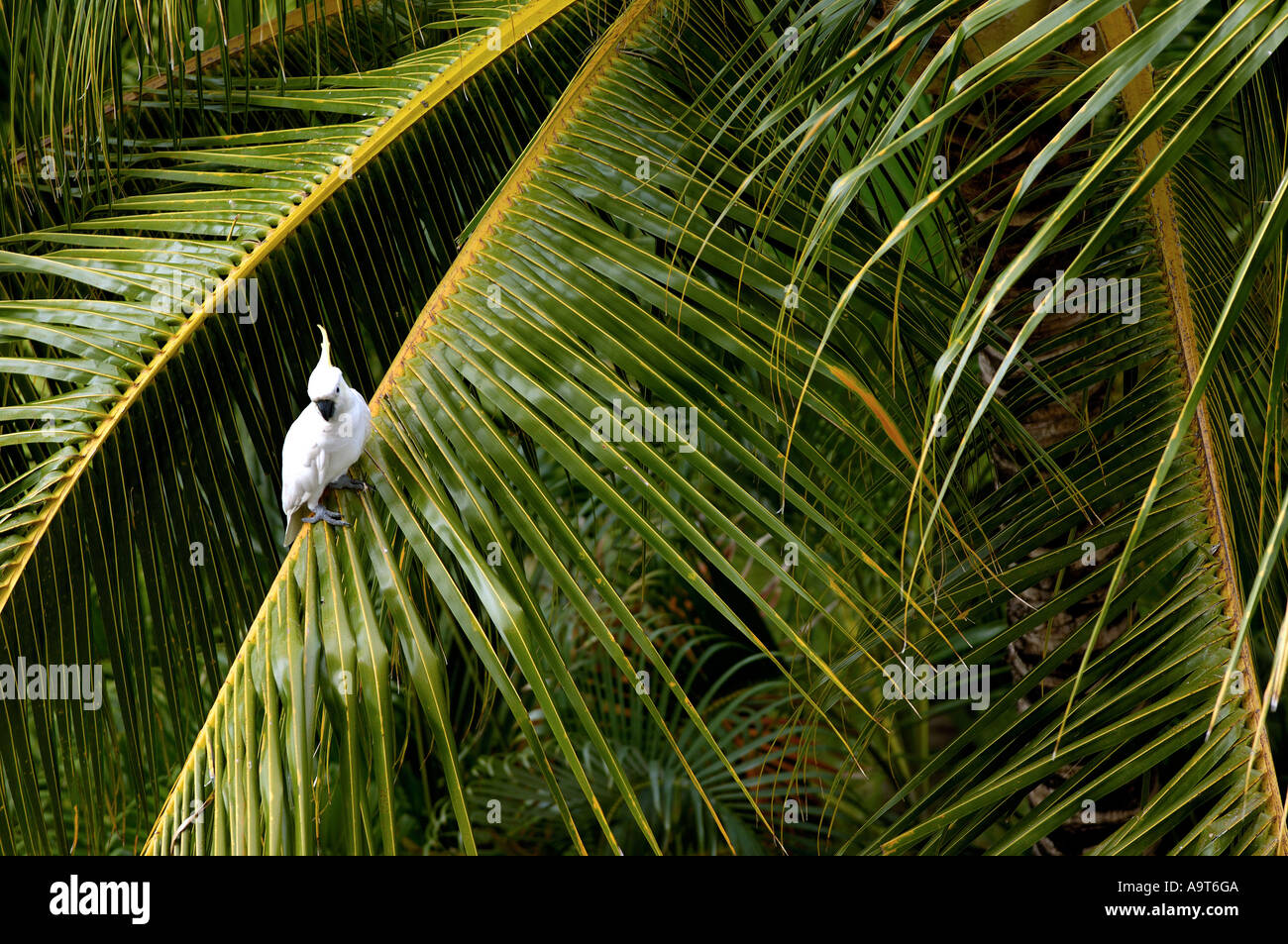 Australia, cockatoo, white, Queensland, animal, birds, Whitsunday ...