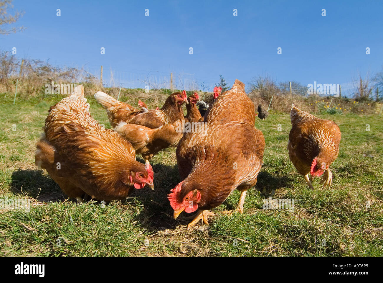 Free warren hi-res stock photography and images - Alamy