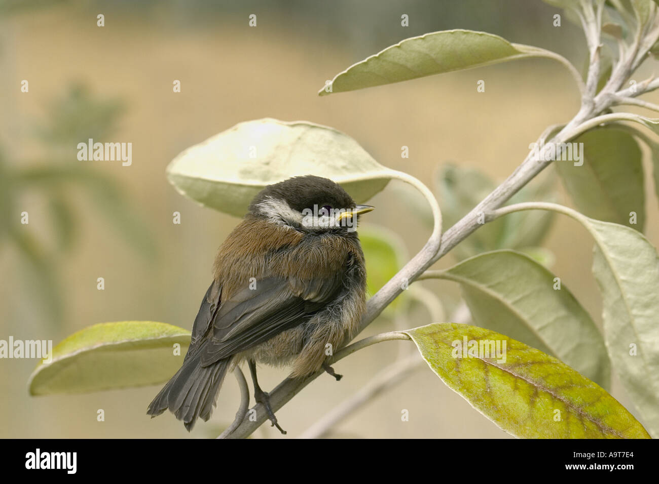 Fat leaf tree with small bird hi-res stock photography and images - Alamy
