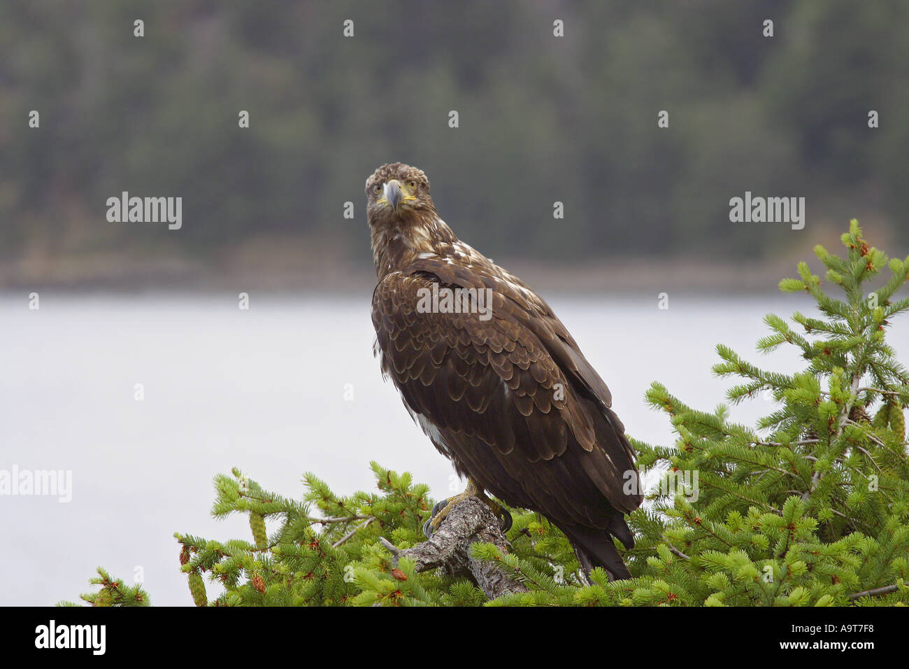Immature raven hi-res stock photography and images - Alamy