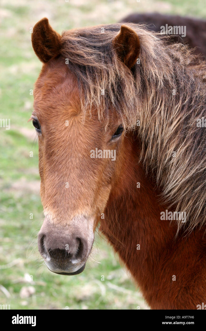 Brown hairy pony grazing hi-res stock photography and images - Alamy