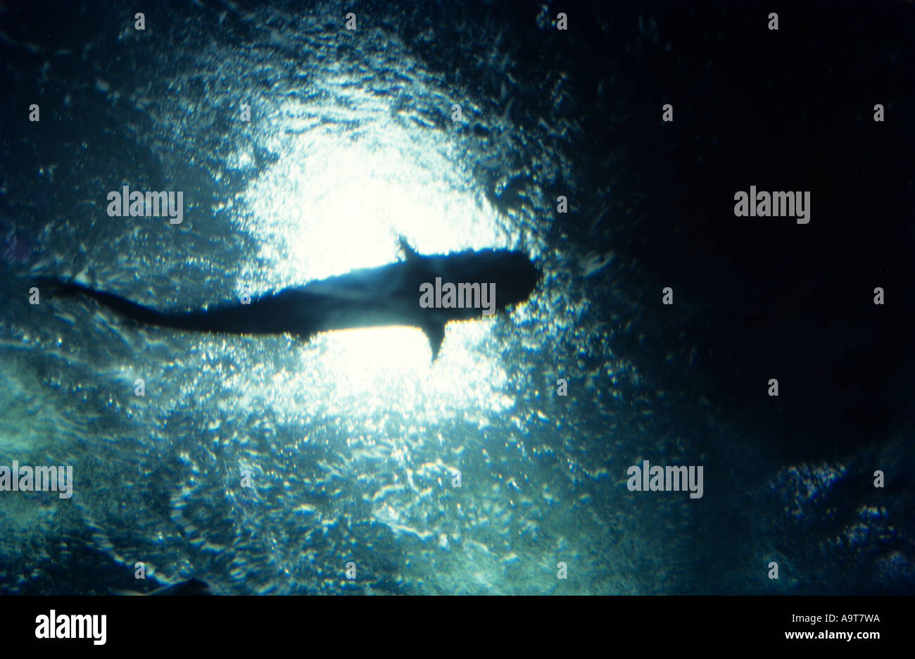 Shark from the depth hi-res stock photography and images - Alamy