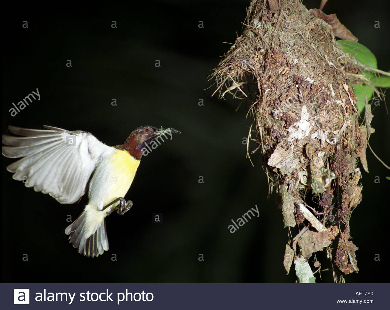 Sunbirds Stock Photos & Sunbirds Stock Images - Alamy