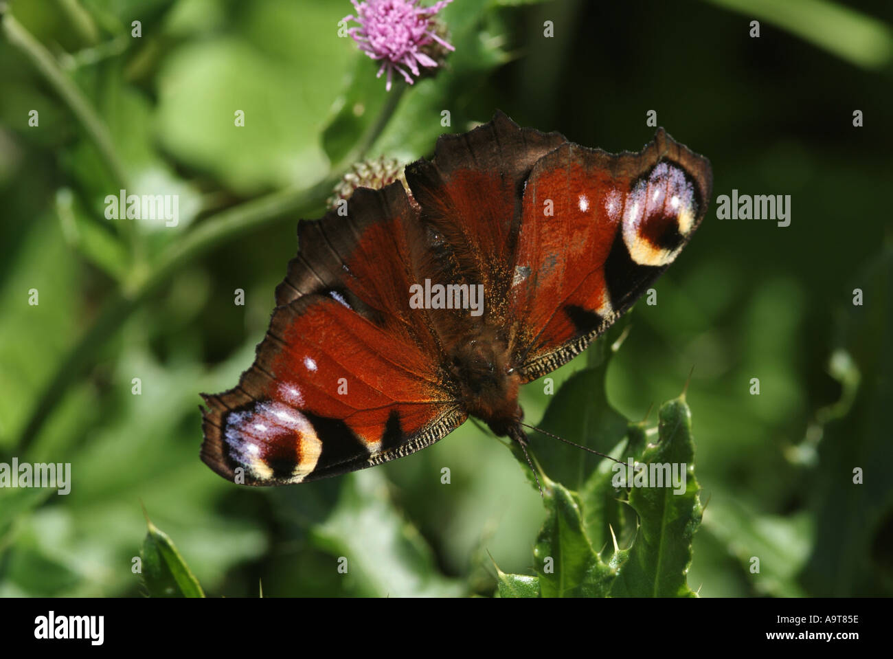Butterfly and insect world scotland hi-res stock photography and images ...