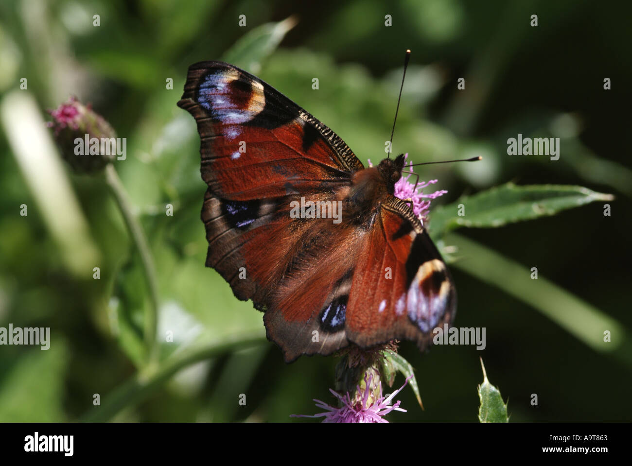 Edinburgh Butterfly World High Resolution Stock Photography and Images ...