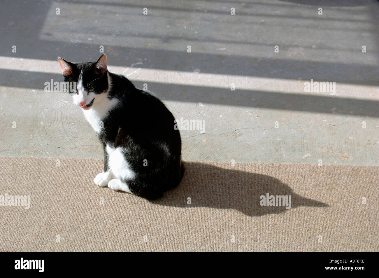 Cat & Shadow Stock Photo - Alamy