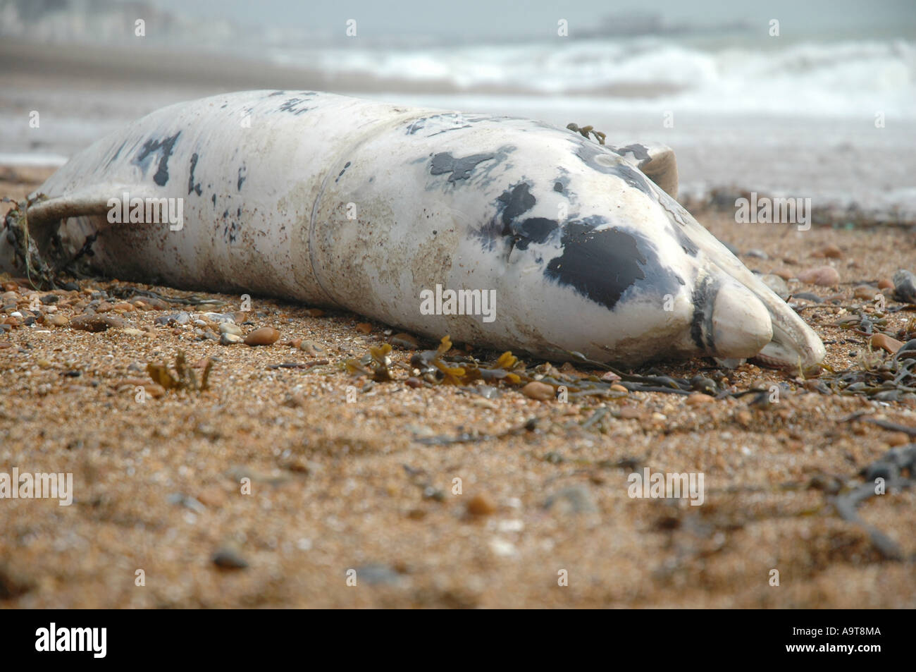 Dead, washed up dolphin, Brighton Beach Stock Photo - Alamy