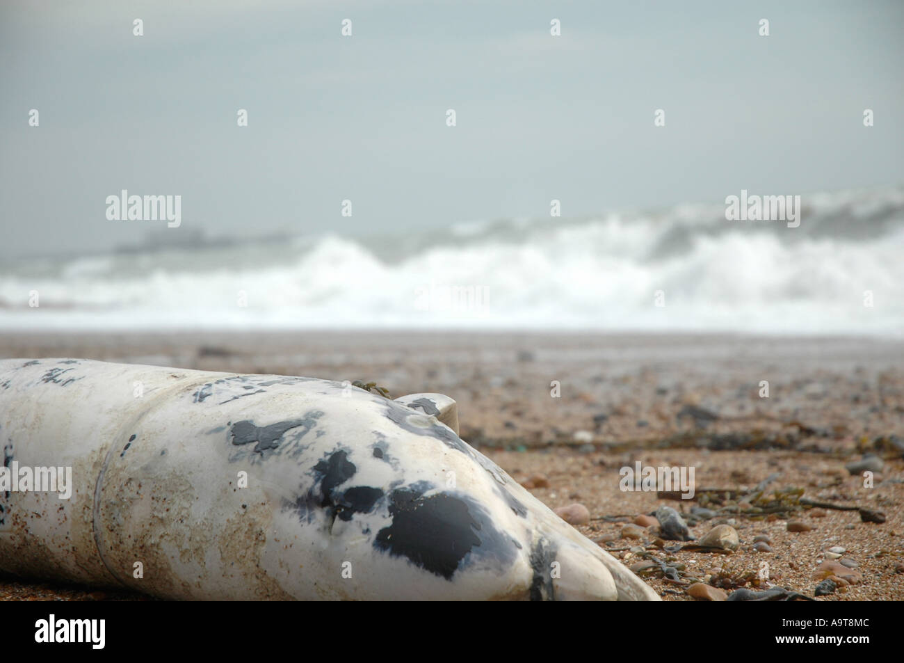 Dead, washed up dolphin, Brighton Beach Stock Photo - Alamy