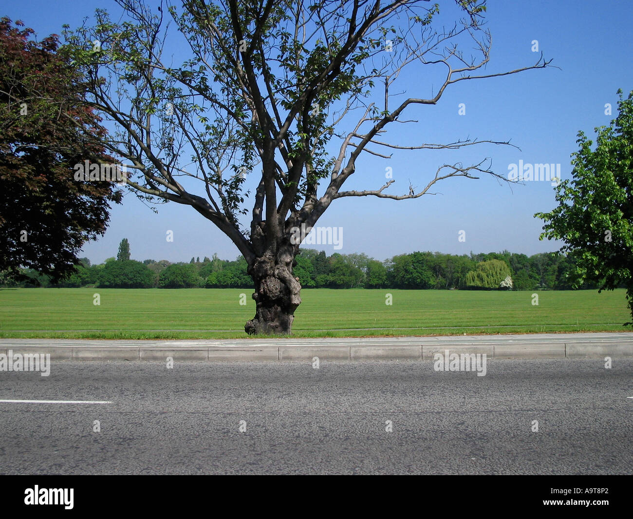 Dead tree old deer hi-res stock photography and images - Alamy