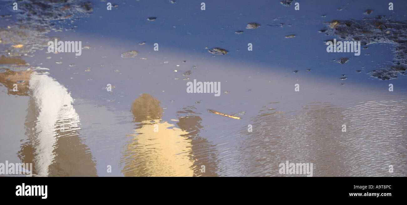 people reflected in a puddle Stock Photo - Alamy