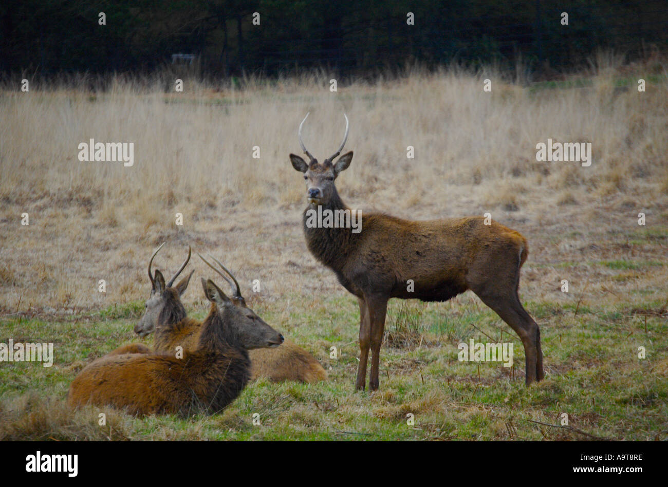 The three stags hi-res stock photography and images - Alamy