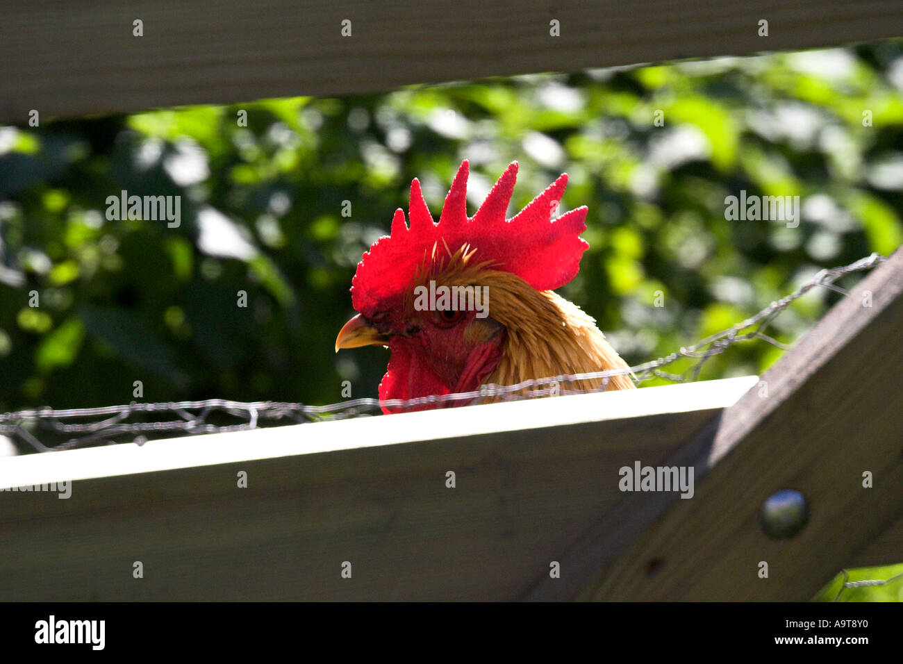 Free Range Organic Chickens Stock Photo - Alamy