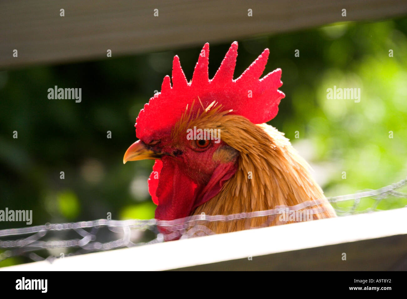 Free Range Organic Chickens Stock Photo - Alamy