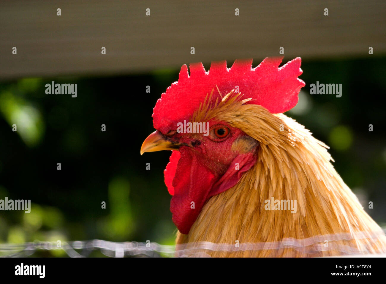 Free Range Organic Chickens Stock Photo - Alamy