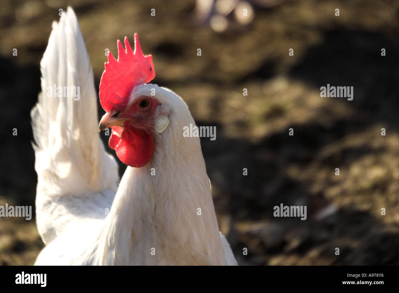 Free Range Organic Chickens Stock Photo - Alamy