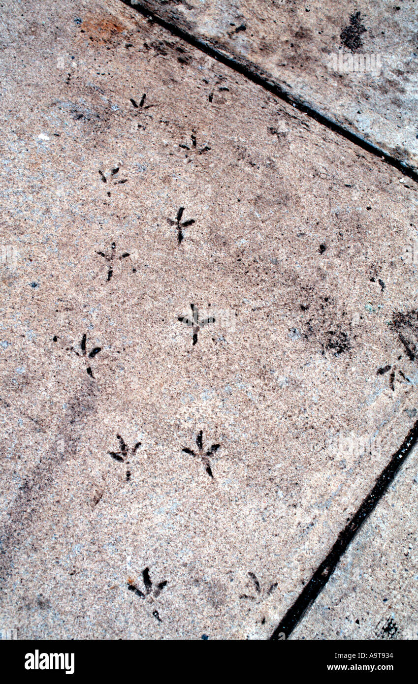 Bird tracks concrete hi-res stock photography and images - Alamy