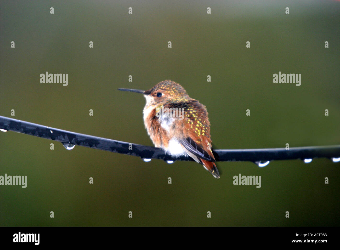 Horizontal Birds of North America rufous hummingbird selasohirus rufus ...