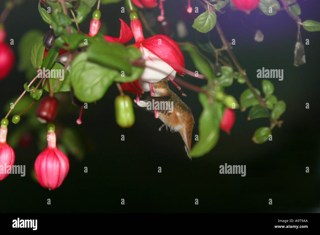 Horizontal Birds of North America rufous hummingbird selasphorus rufus ...