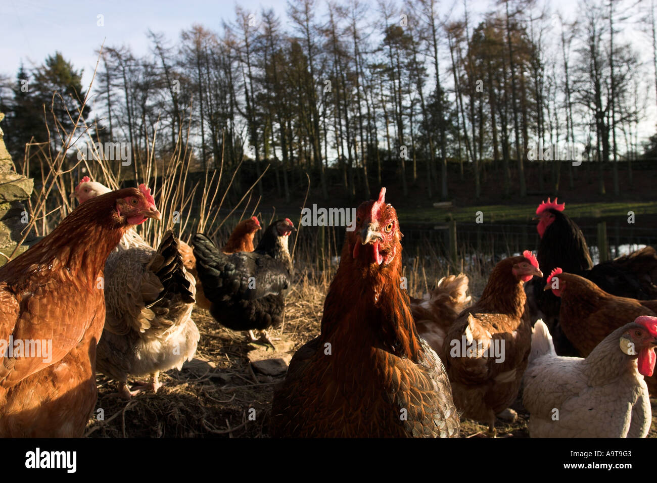 Free Range Organic Chickens Stock Photo - Alamy