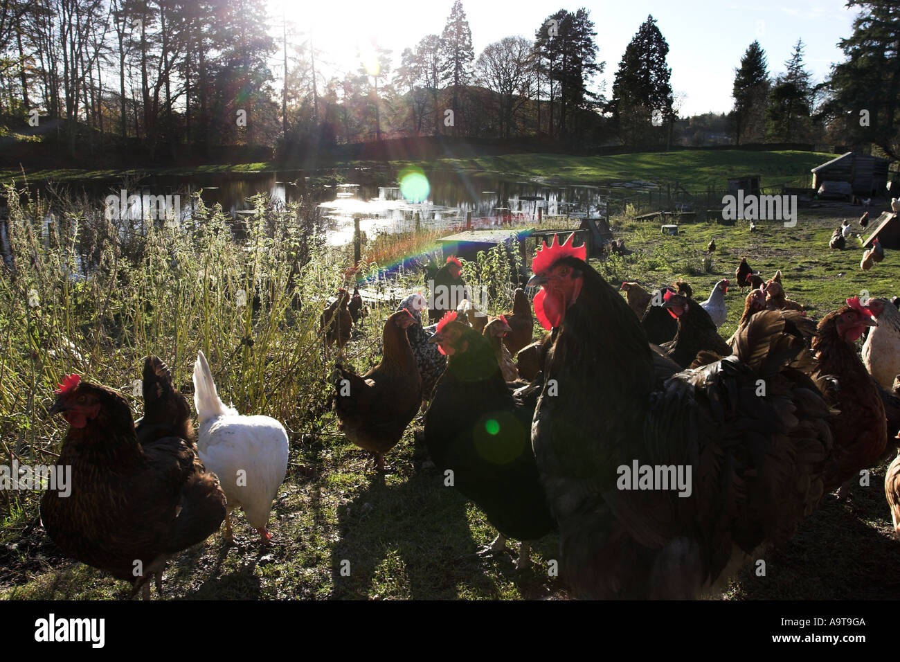 Free Range Organic Chickens Stock Photo - Alamy