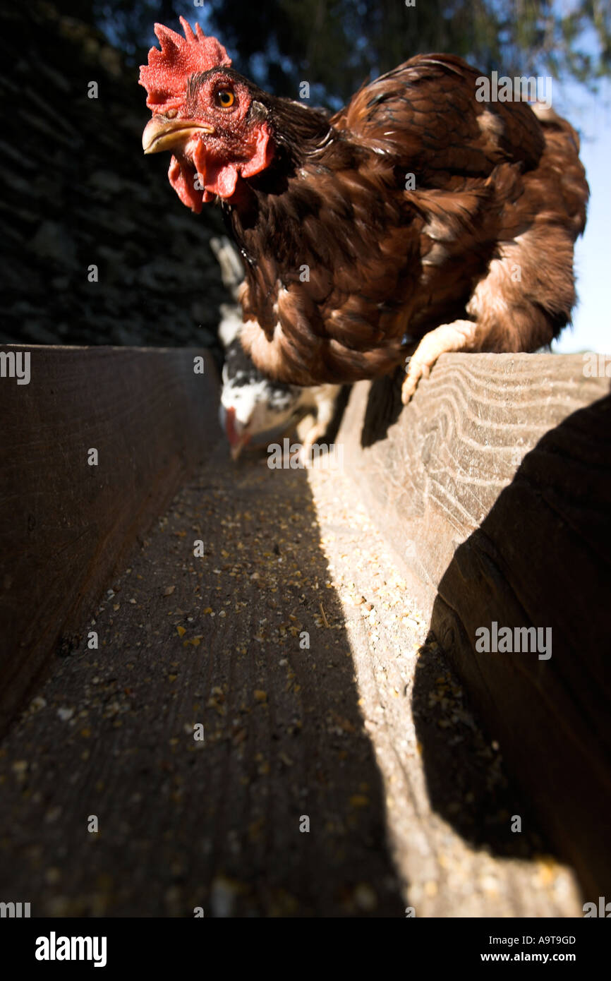 Free Range Organic Chickens Stock Photo - Alamy