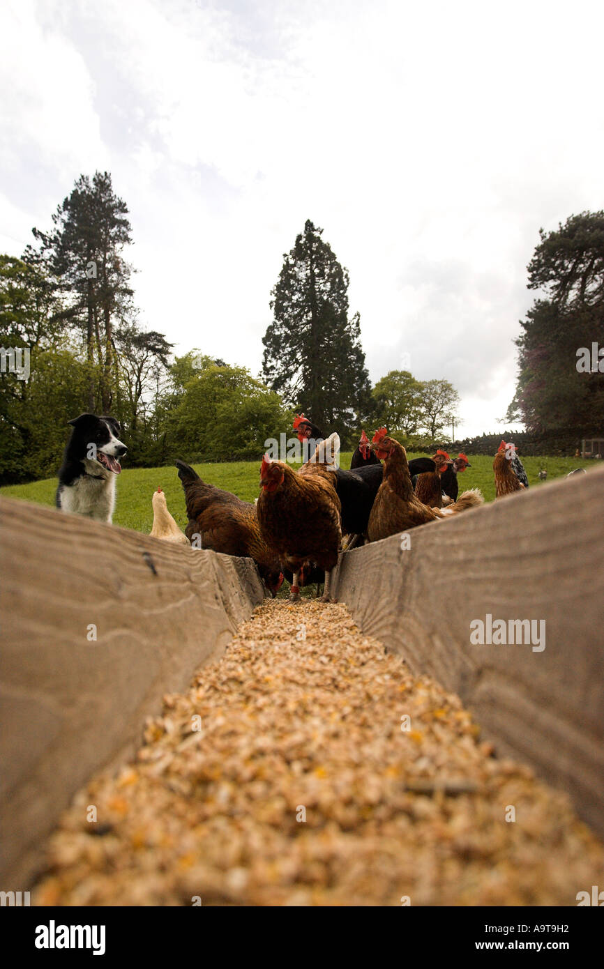 Free Range Organic Chickens Stock Photo - Alamy