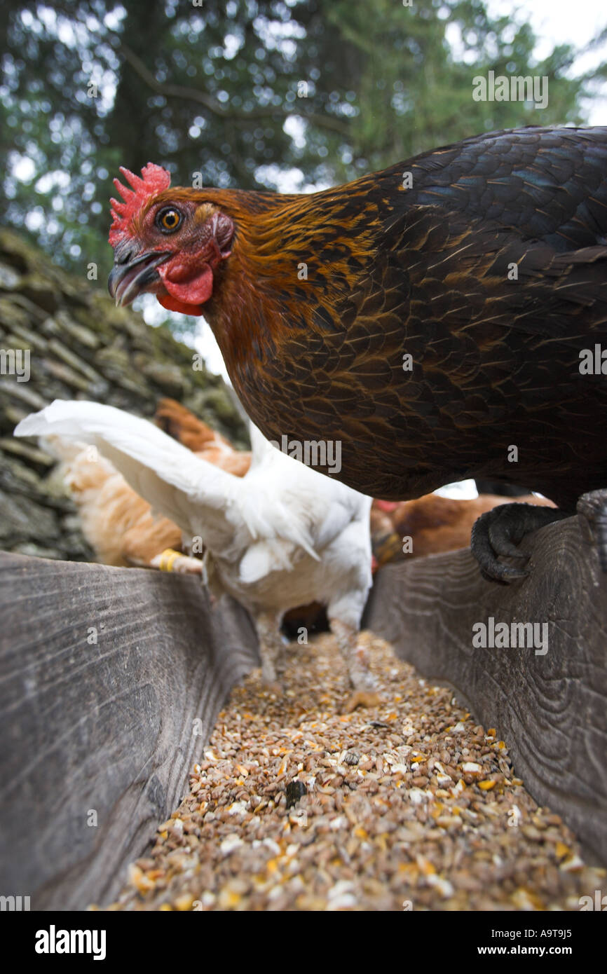 Free Range Organic Chickens Stock Photo - Alamy