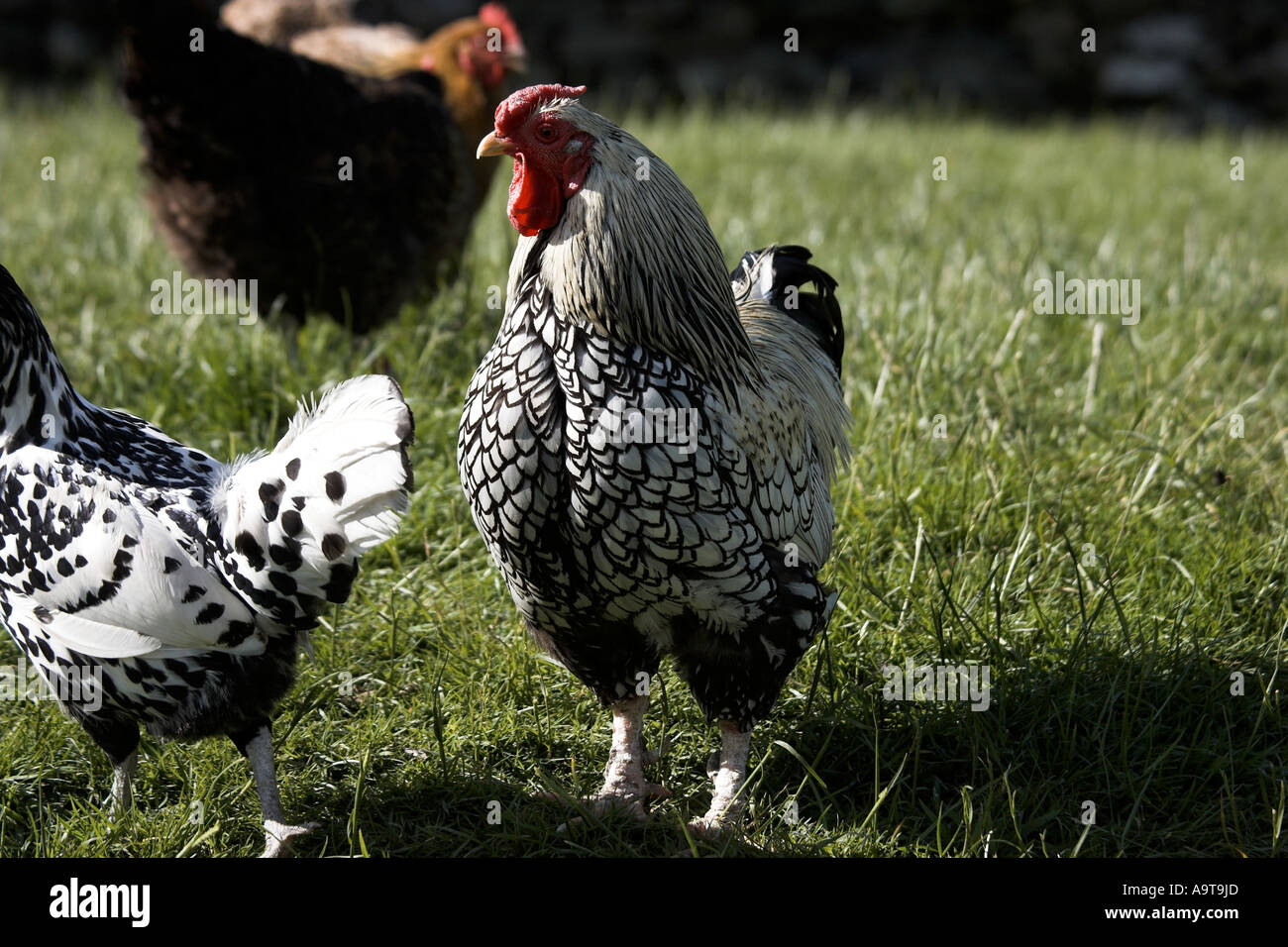 Free Range Organic Chickens Stock Photo - Alamy