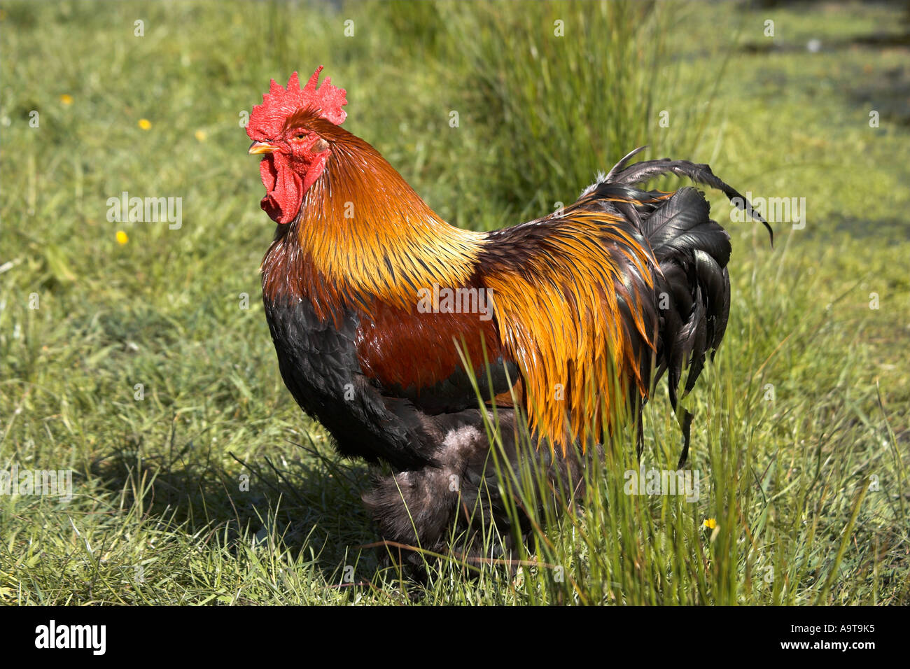 Free Range Organic Chickens Stock Photo - Alamy