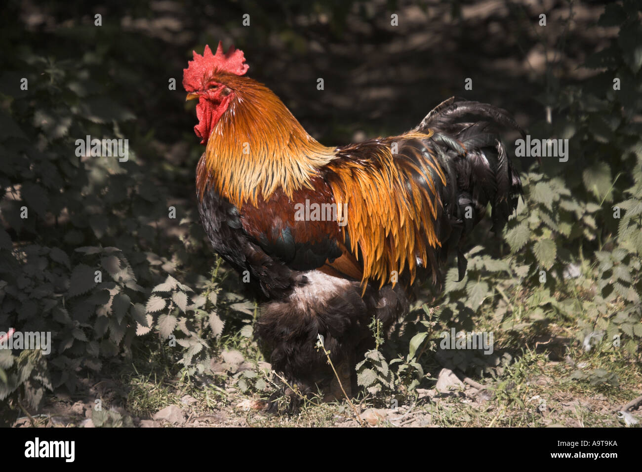 Free Range Organic Chickens Stock Photo - Alamy