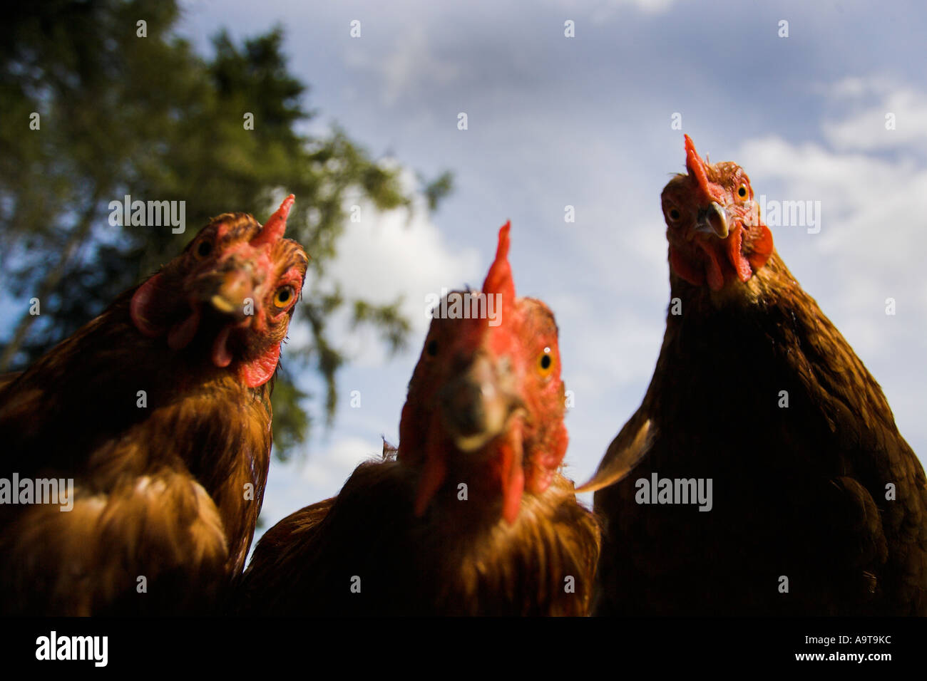 Free Range Organic Chickens Stock Photo - Alamy