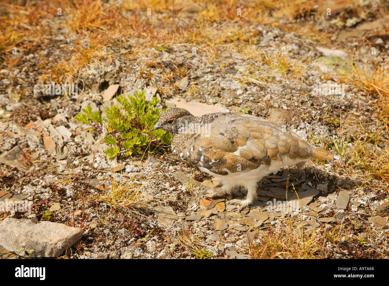 Feathered animals hi-res stock photography and images - Alamy