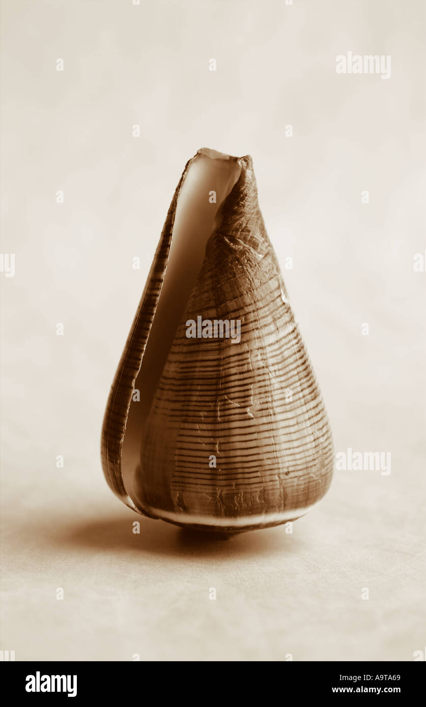 cone shell standing on end Stock Photo - Alamy