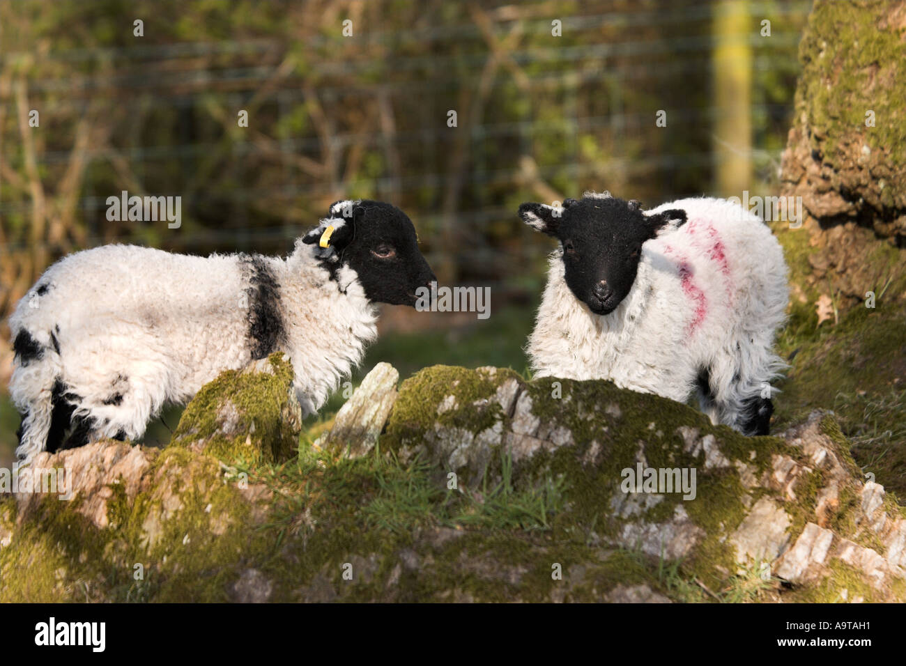 Matson estate sheep hi-res stock photography and images - Alamy