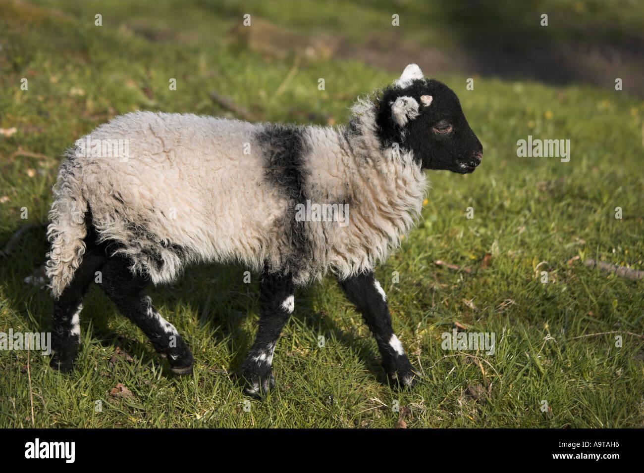 Matson estate sheep hi-res stock photography and images - Alamy