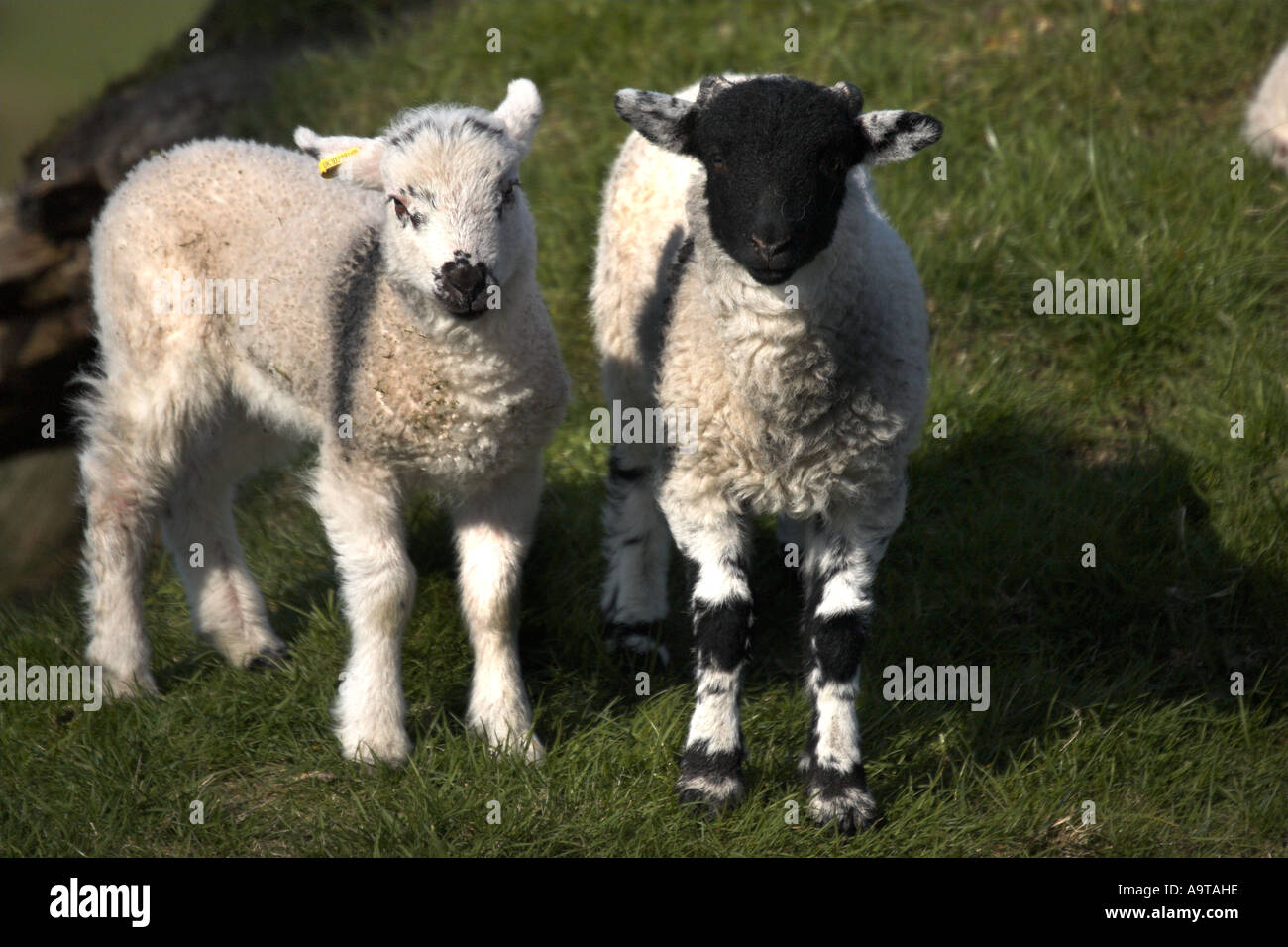 Matson estate sheep hi-res stock photography and images - Alamy