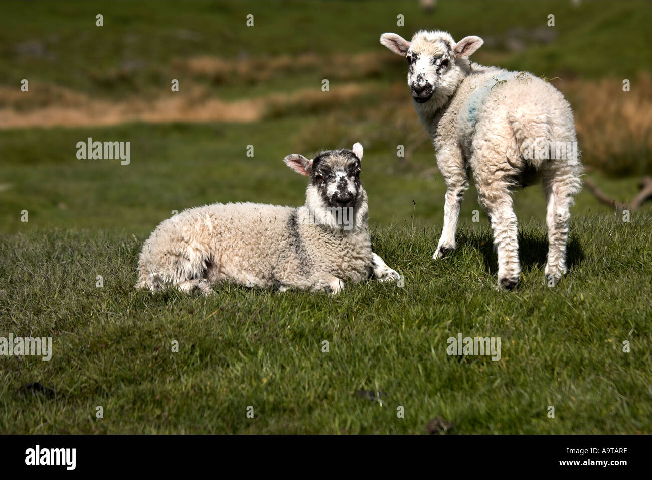 Matson estate sheep hi-res stock photography and images - Alamy