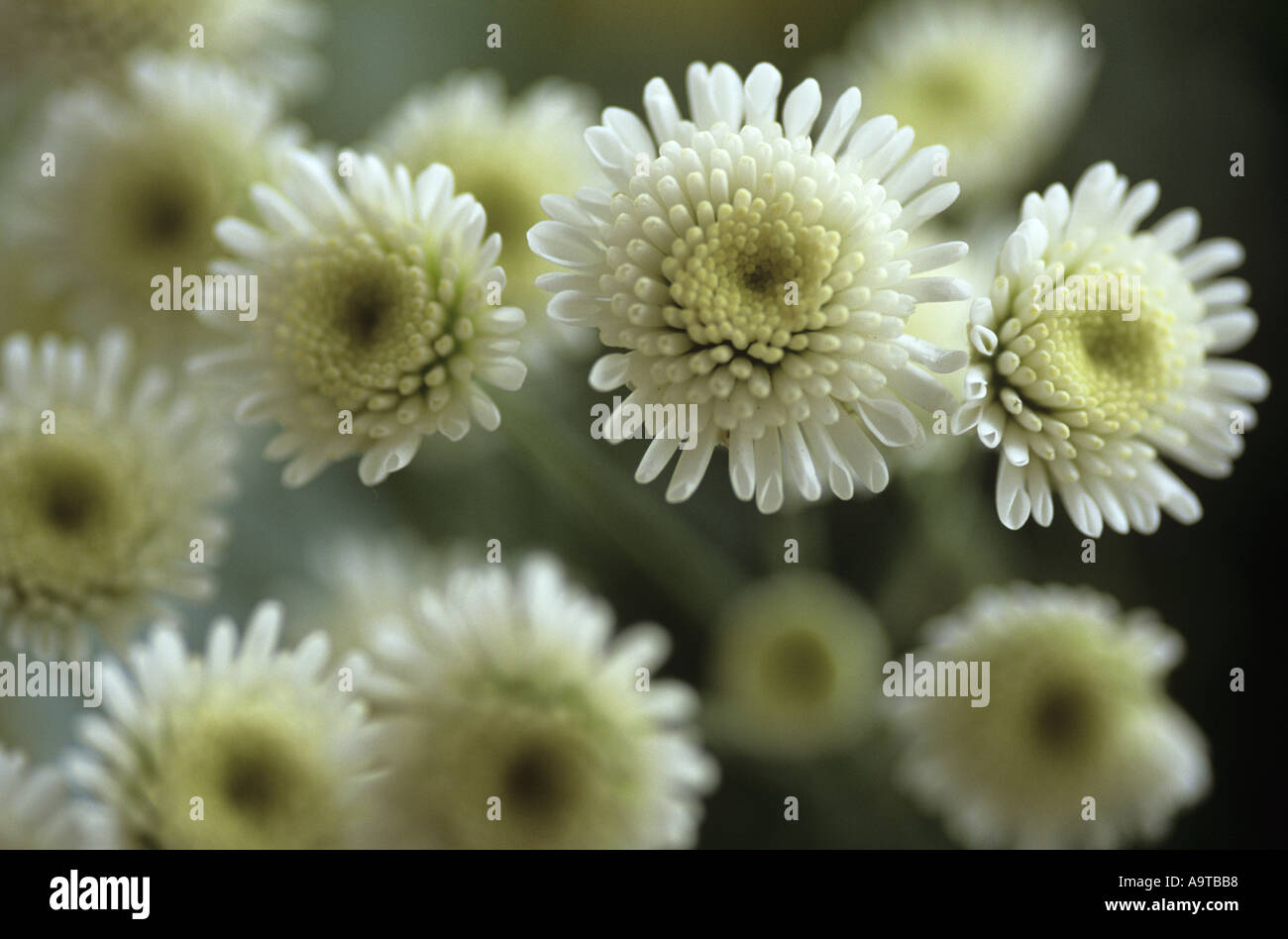 White mini chrysanthemum Stock Photo - Alamy